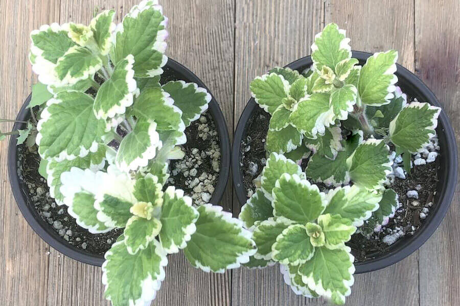 Komarzyca – jak uprawiać roślinę odstraszającą komary | asbudownictwa.pl