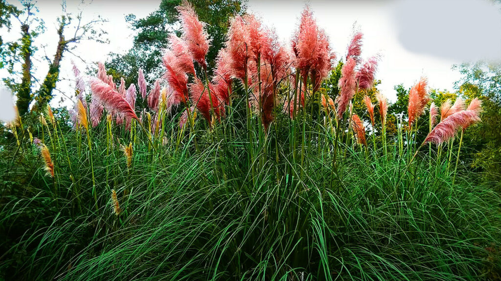 Trawa pampasowa – jak ją uprawiać i dbać o nią w ogrodzie ...