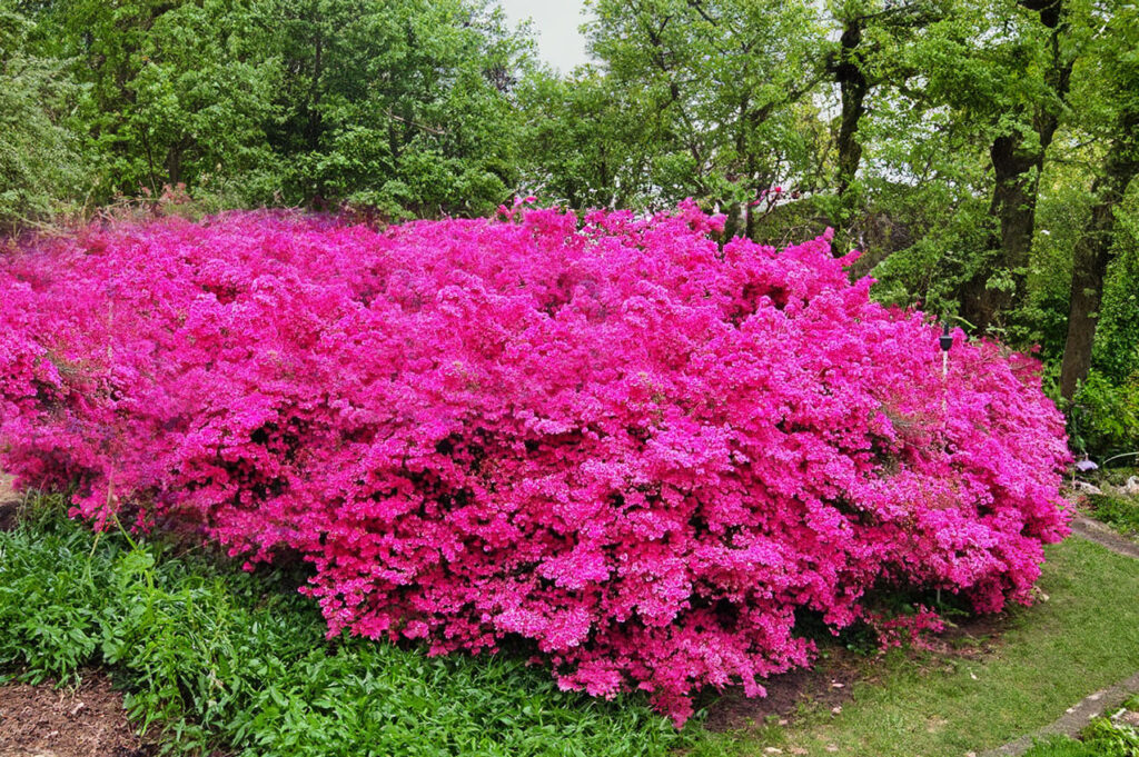 Azalia ogrodowa – sadzenie, odmiany, uprawa, pielęgnacja, ceny ...